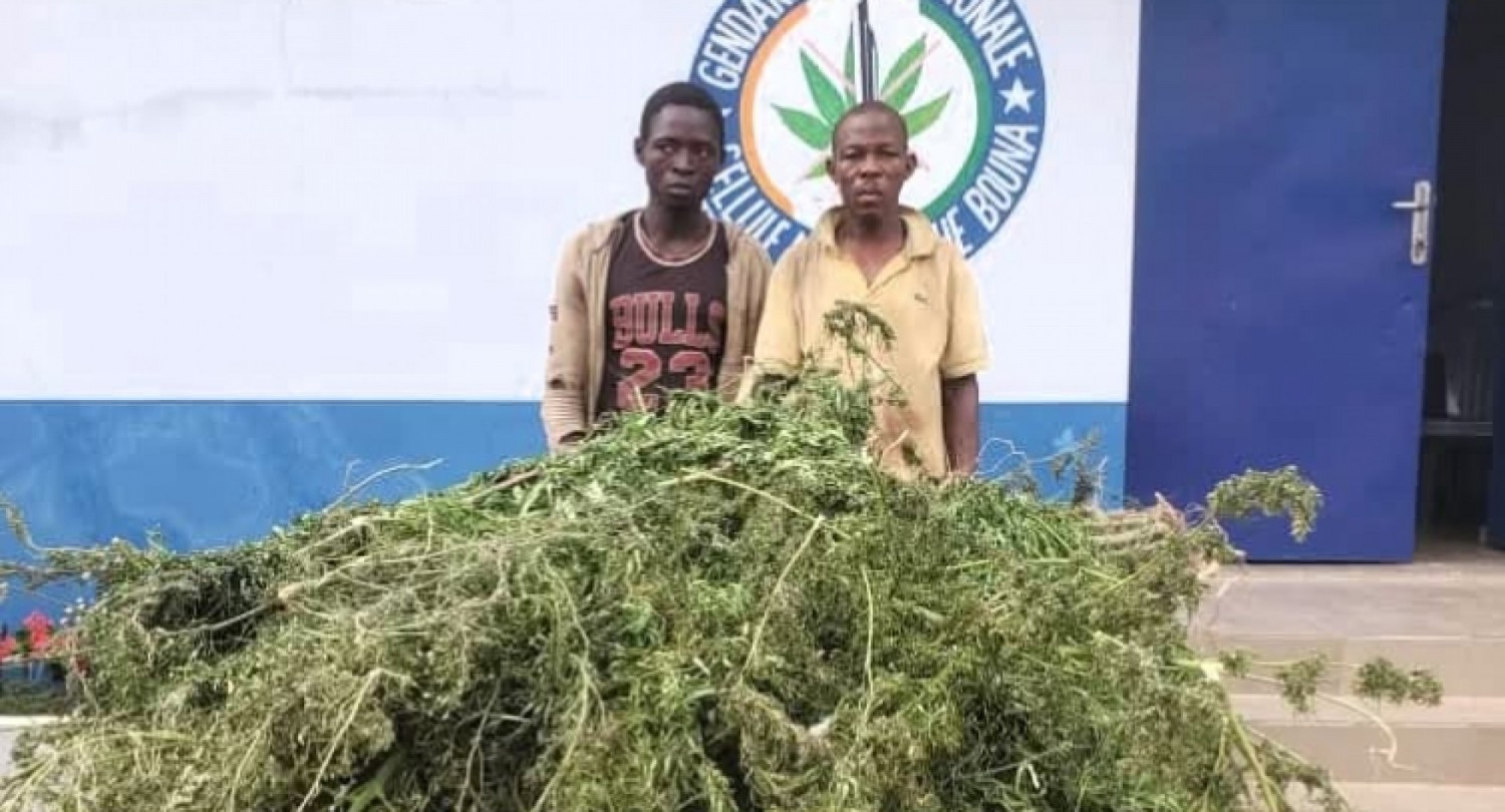 Côte d'Ivoire : Arrestation de deux individus à Bouaké pour culture illégale de cannabis - KOACI