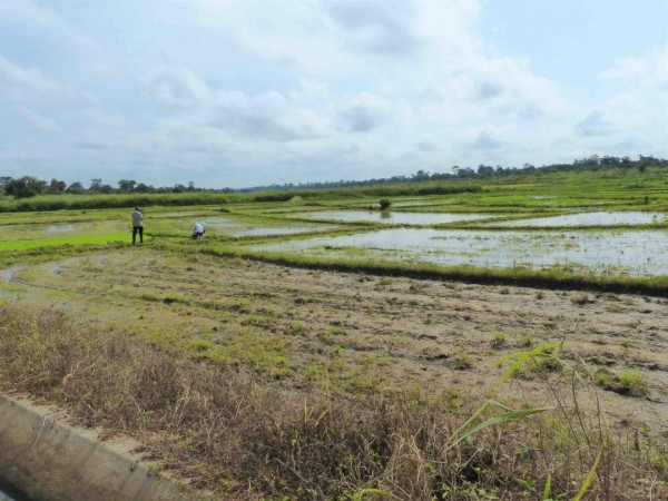 Côte d'Ivoire : 1 116 ha de riz aménagés par le Projet de Pôle agro ...